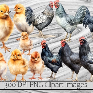 Watercolor Chicken Clipart Homestead Farm PNG Graphics Baby Chicks PNG ...