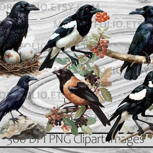 Corvid Clipart PNG Raven Clipart Bundle Crow Bird PNG Graphics ...