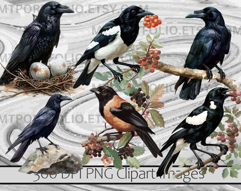 Corvid Clipart PNG Raven Clipart Bundle Crow Bird PNG Graphics ...