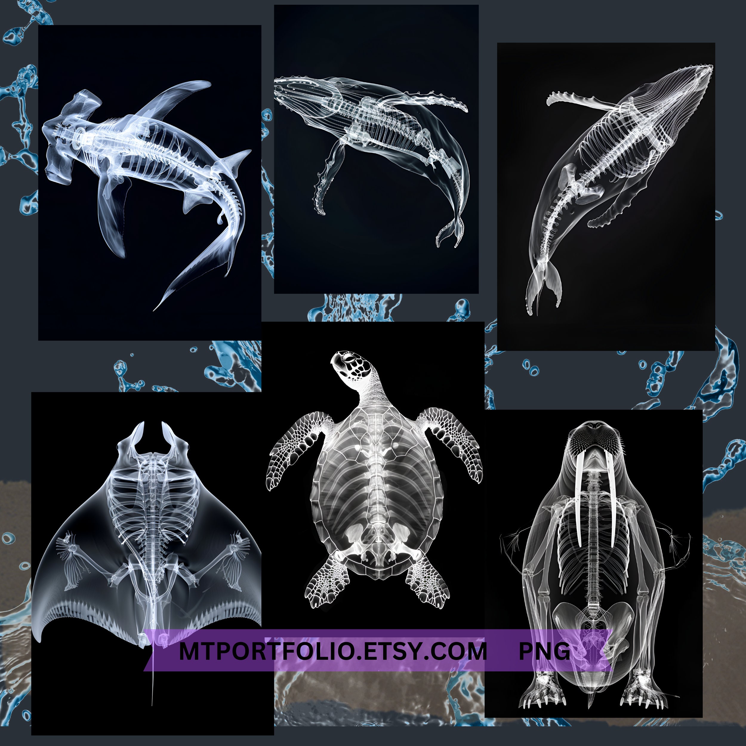 Aquatic Animal Skeleton Clipart Fish Bones Clipart Bundle Turtle X-ray ...