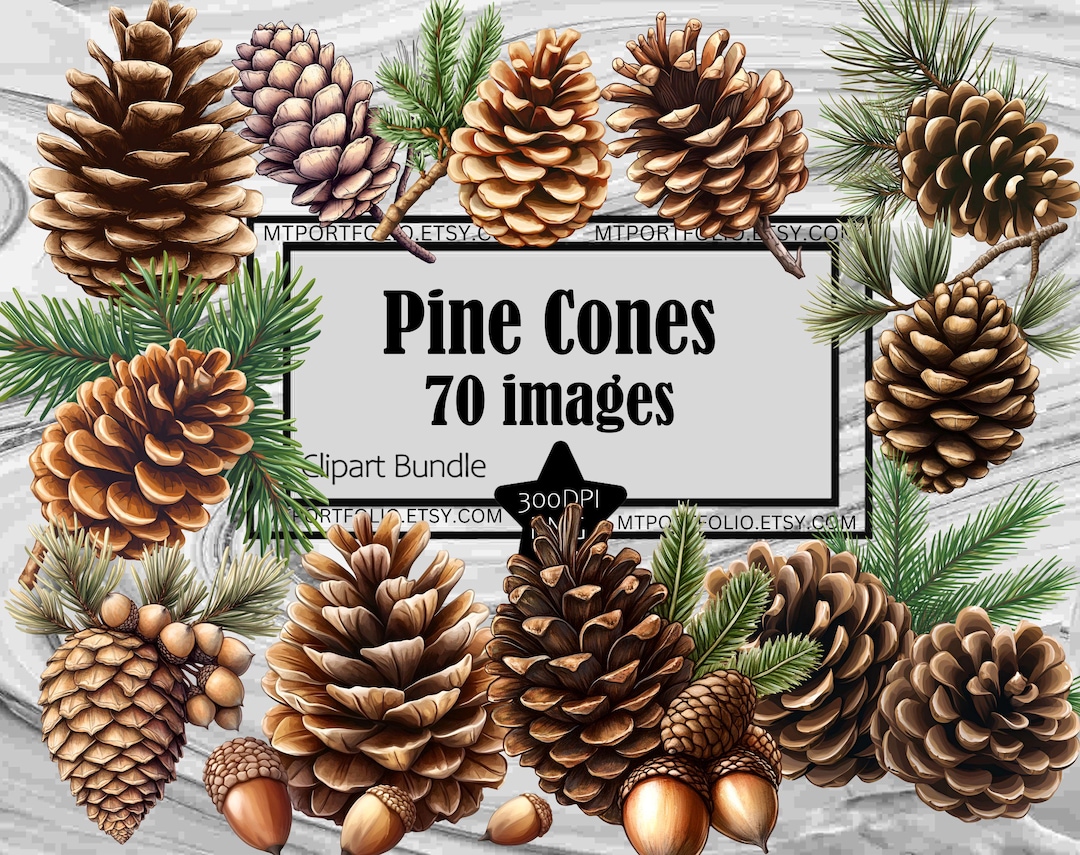 Pine Cone Clipart Pinecone Clip Art Pine Needle Bundle PNG Fall ...