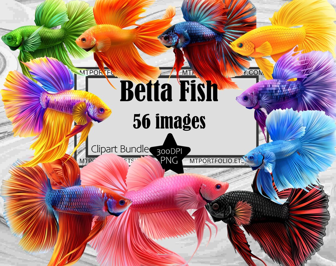 Betta Fish Clipart Rainbow Fish PNG Bundle Fighting Fish Graphics PNG ...