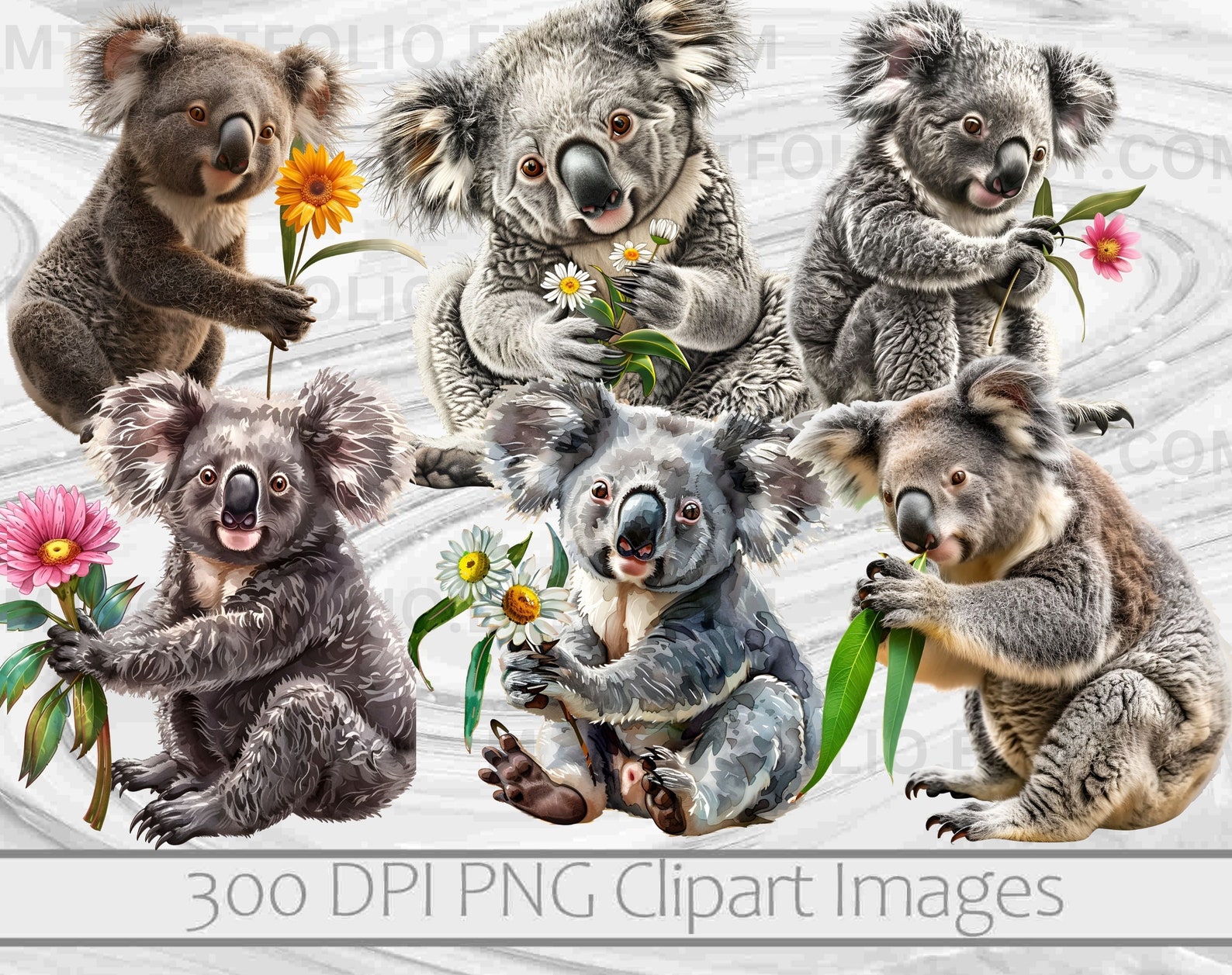 Koala Bear Clipart Marsupial PNG Digital Download Koalas PNG Clipart ...