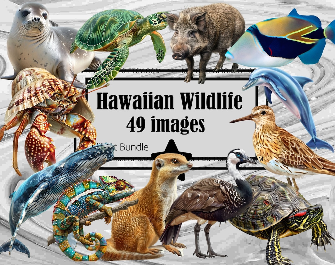 Hawaii Wildlife Clipart Whale Clipart PNG Bundle Wild Boar Mongoose Clipart Graphic Art ...