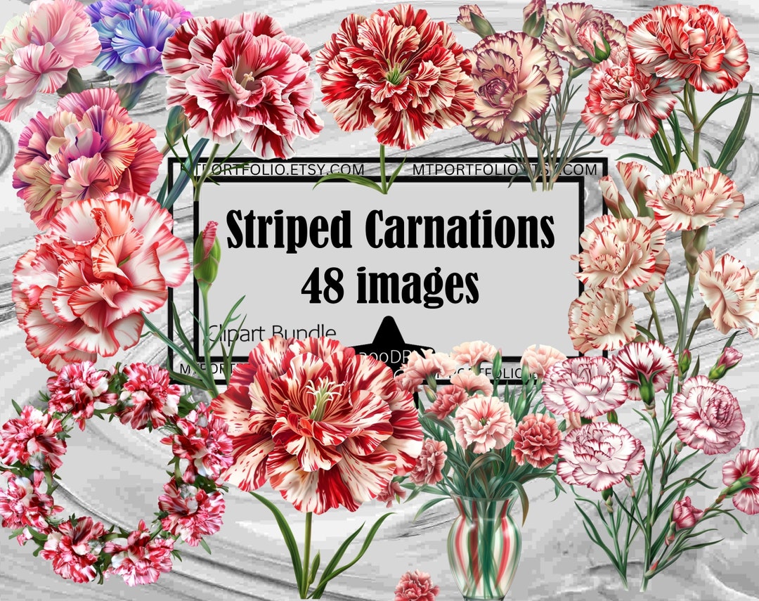 Striped Carnation Clipart Flower PNG Graphics Carnation Flower Red ...