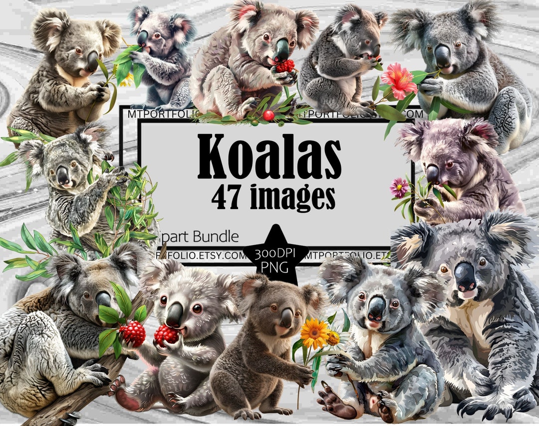 Koala Bear Clipart Marsupial PNG Digital Download Koalas PNG Clipart ...