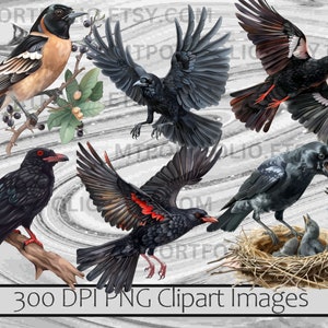 Corvid Clipart PNG Raven Clipart Bundle Crow Bird PNG Graphics ...