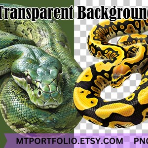 Snake Clipart Rattlesnake PNG Bundle Boa Graphics Transparent ...