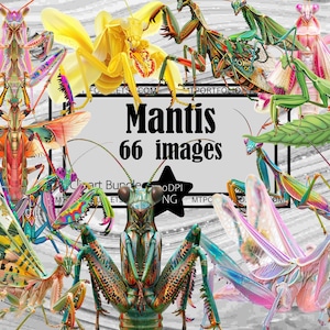 Praying Mantis Clipart Insect PNG Bundle PNG Graphics Transparent ...