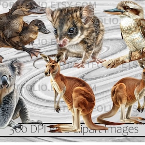 Australian Wildlife Clipart Kangaroo Clipart PNG Bundle Koala Bear ...