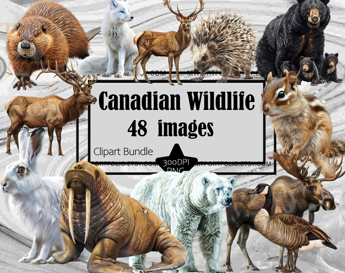 Canadian Wildlife Clipart Moose Clipart PNG Bundle White Hare Graphic ...