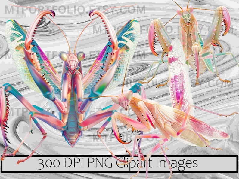 Praying Mantis Clipart Insect PNG Bundle PNG Graphics Transparent ...