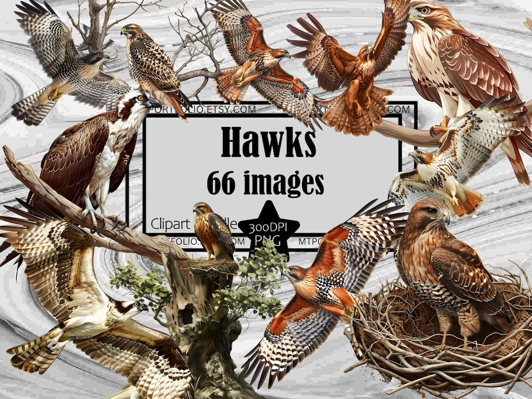 Hawk Clipart Birds of Prey PNG Bundle PNG Graphics Transparent ...