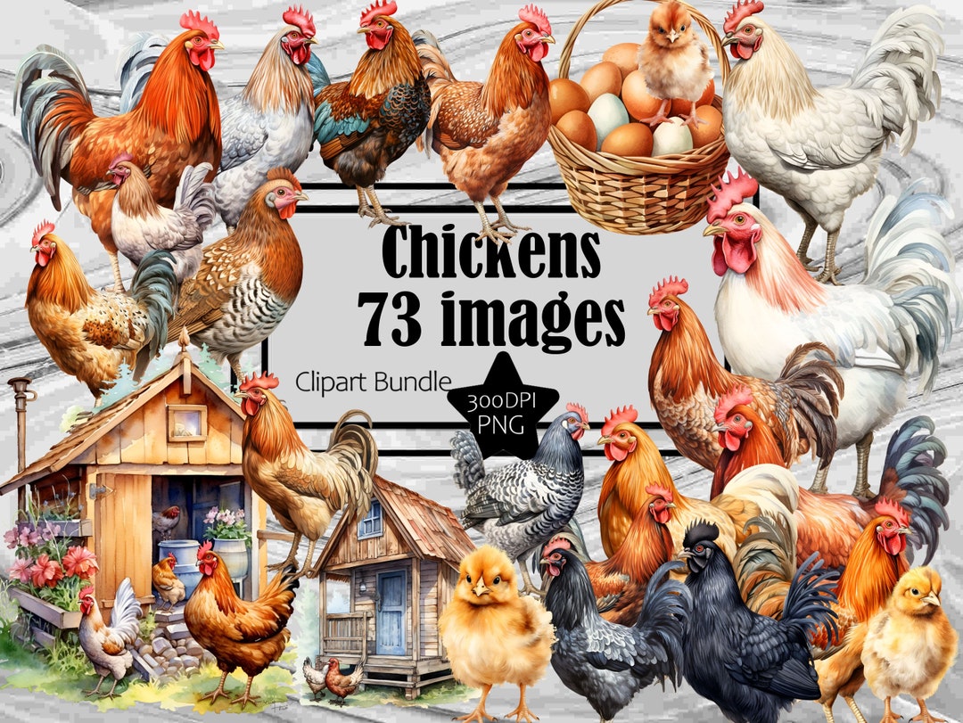 Watercolor Chicken Clipart Homestead Farm PNG Graphics Baby Chicks PNG ...