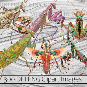 Praying Mantis Clipart Insect PNG Bundle PNG Graphics Transparent ...