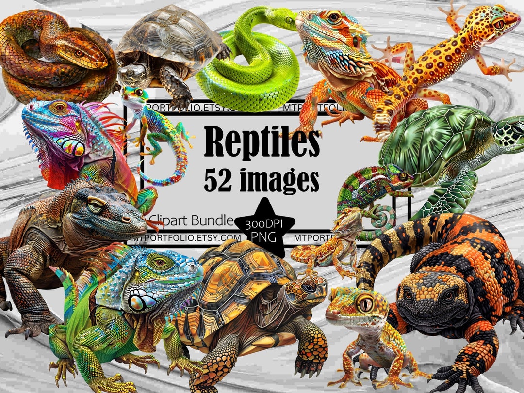 Reptile Clipart Lizard Gecko PNG Bundle PNG Graphics Transparent ...