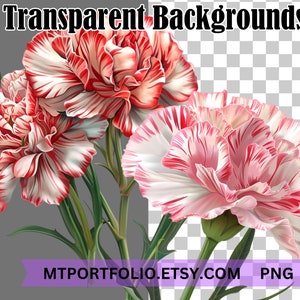Striped Carnation Clipart Flower PNG Graphics Carnation Flower Red ...