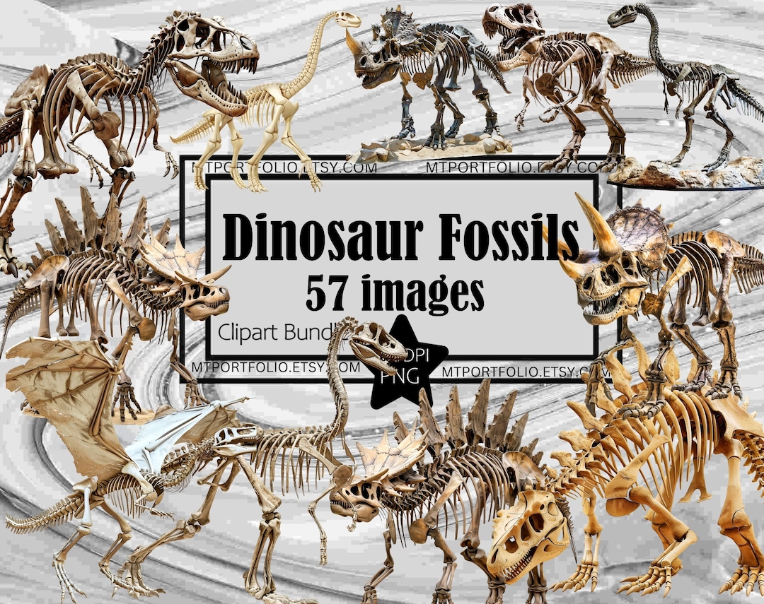 Dinosaur Fossil Clipart Skeleton PNG Graphic Dinosaur Bones Transparent ...