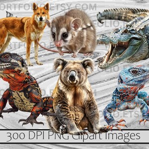 Australian Wildlife Clipart Kangaroo Clipart PNG Bundle Koala Bear ...