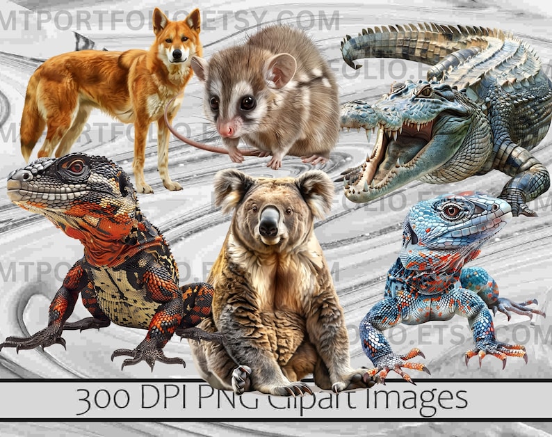 Australian Wildlife Clipart Kangaroo Clipart PNG Bundle Koala Bear ...