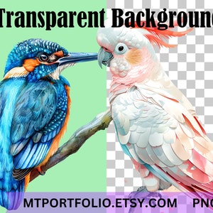 Tropical Bird Clipart Exotic Bird PNG Pastel Watercolor PNG Bundle ...