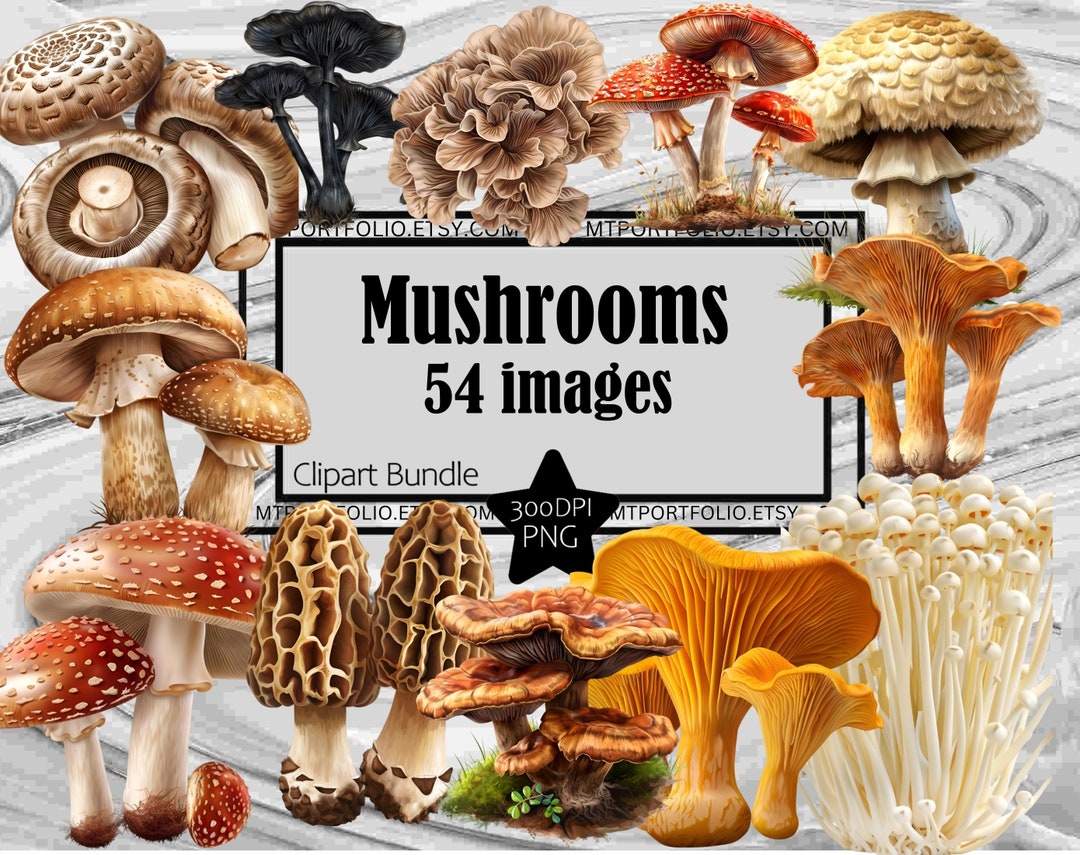 Wild Mushroom Clipart Fungi PNG Digital Download Morel Mushroom PNG ...