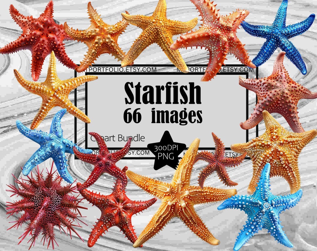Starfish Clipart Star Fish PNG Aquatic Animal Bundle PNG Graphics ...