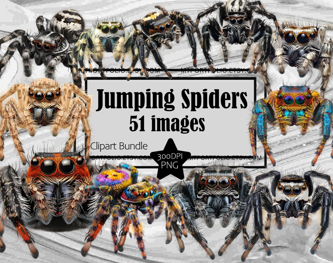Jumping Spider Clipart Salticidae Spoods PNG Spider Bundle PNG Graphics ...