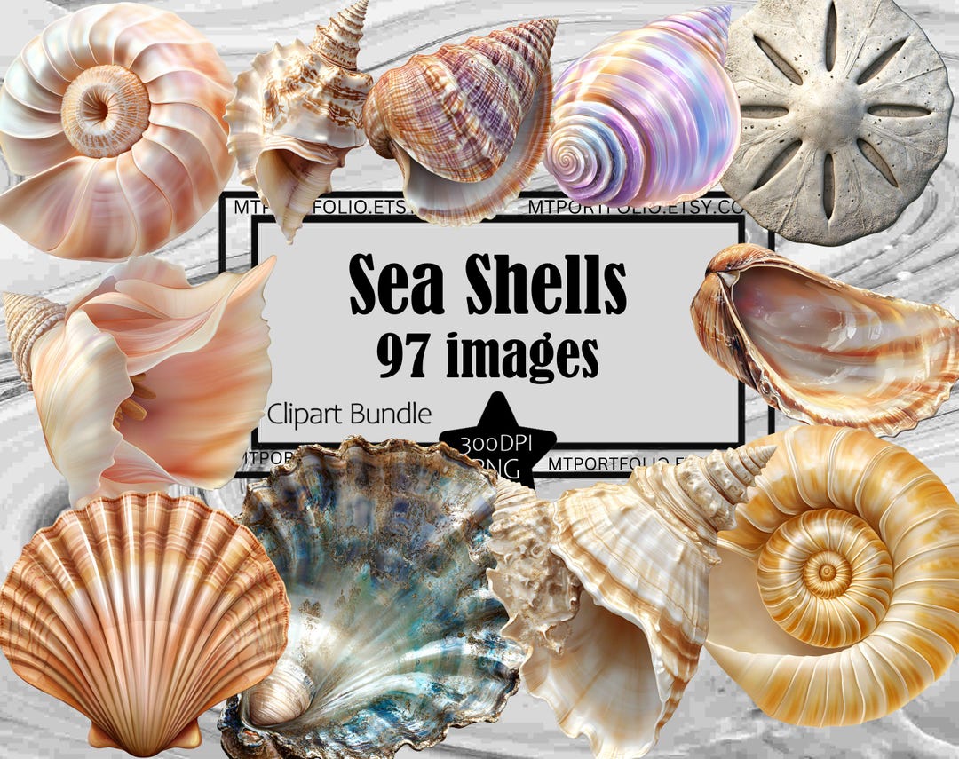 Seashell Clipart Sea Shell PNG Beach Shell Clipart Bundle Conch Shell ...