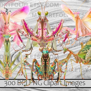 Praying Mantis Clipart Insect PNG Bundle PNG Graphics Transparent ...