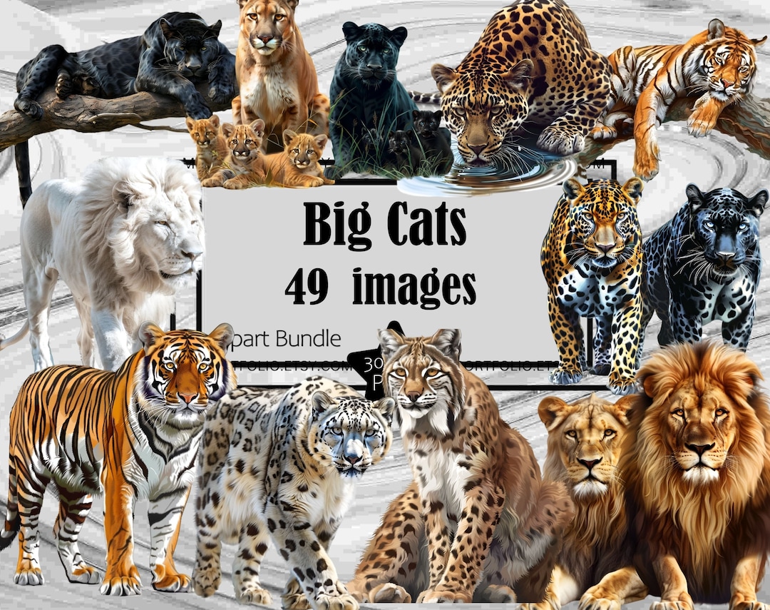 Big Cats Clipart Black Panther Graphics Cheetah Clipart Leopard PNG ...