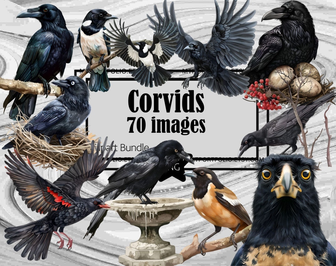 Corvid Clipart PNG Raven Clipart Bundle Crow Bird PNG Graphics ...
