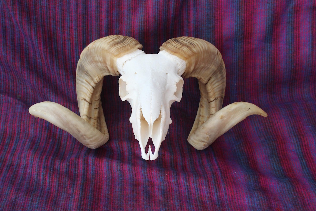 Real Ram Skull With Long Horns Carved Ram Skull Perfectly Clean, Real ...