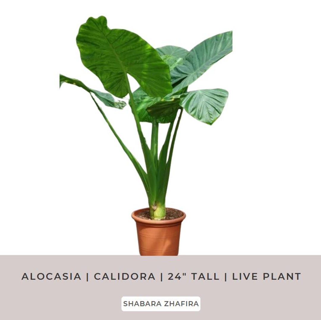 Alocasia Calidora 24 Tall Live Plant - Etsy