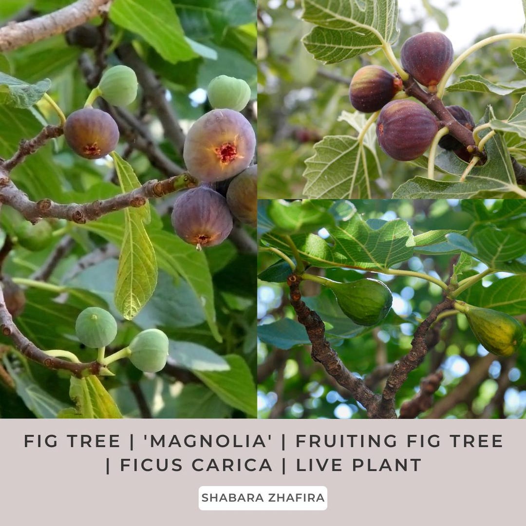 Fig Tree 'magnolia' Fruiting Fig Tree Ficus Carica Live Plant - Etsy