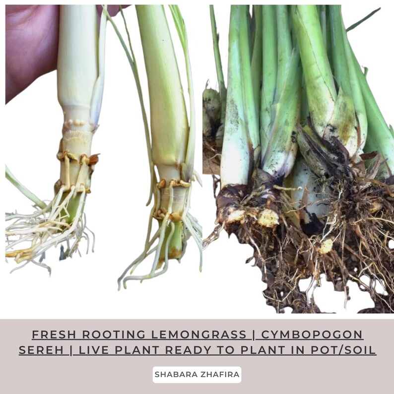 12 Fresh Rooting Lemongrass Cymbopogon Citratus Sereh Citronella Live ...