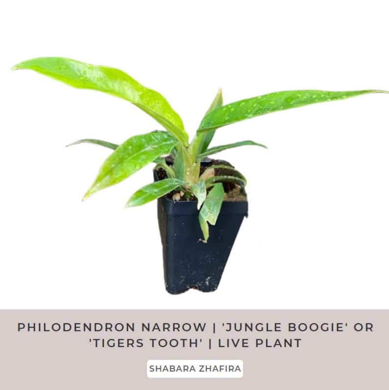 Philodendron Narrow 'jungle Boogie' or 'tigers Tooth' Live Plant - Etsy