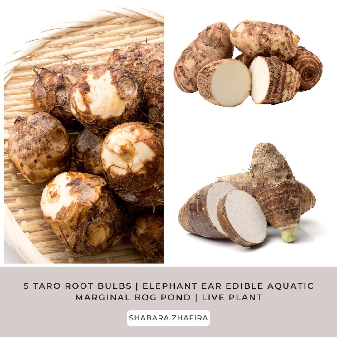 5 Taro Root Bulbs Elephant Ear Edible Aquatic Marginal Bog Pond Live ...