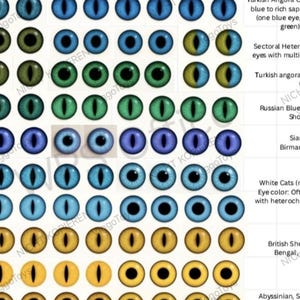 Realistic Cat Eyes Printable – Digital Sheet for Art Dolls & Crafts ...