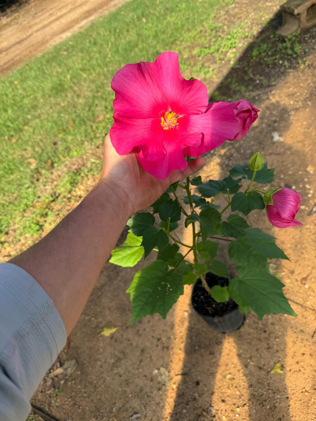 Neon Pink Conederate Rose ( Hibiscus Mutabilis 'rubrum') - Etsy