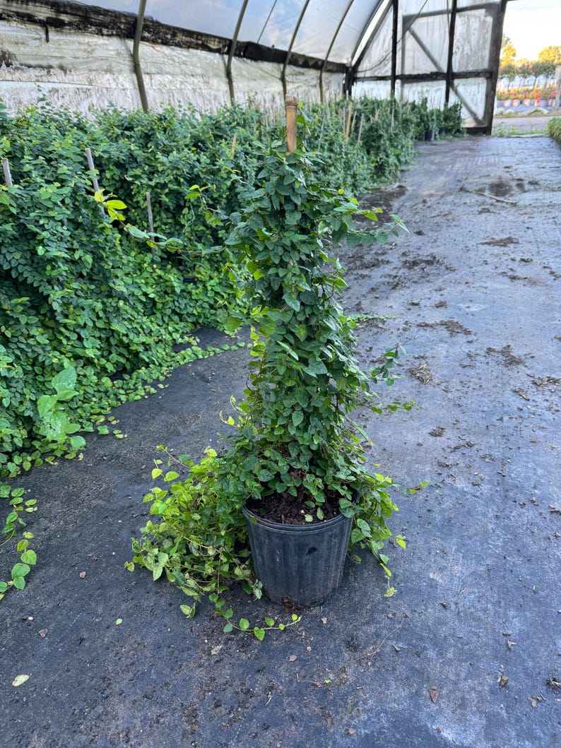 Creeping Fig Ivy 1 Gal Pot - Etsy
