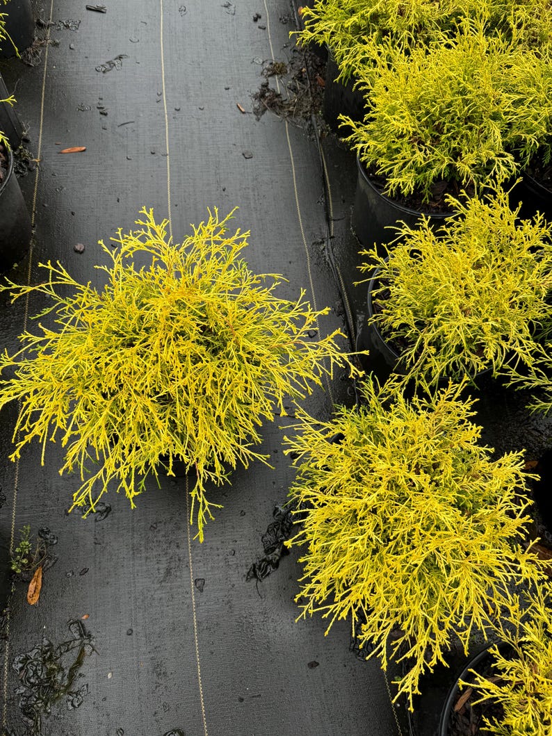 Golden Mop Cypress 3 Gal - Etsy