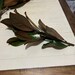 Magnolia Branches Fresh Cut to Order Home Decor Wedding Arrangements ...