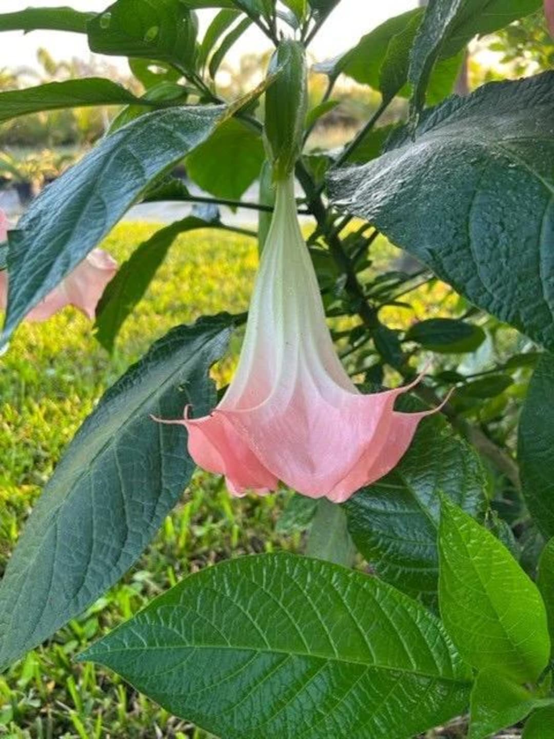 Angel Trumpet Pink 1 Gal - Etsy