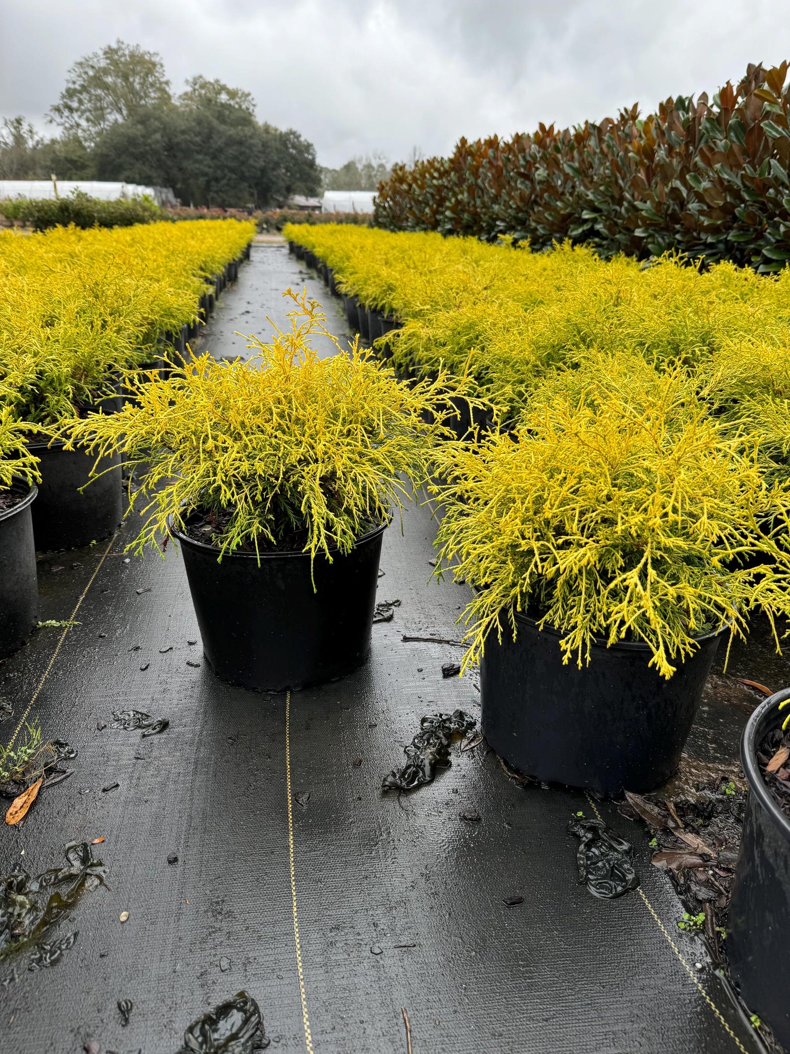 Golden Mop Cypress 3 Gal - Etsy