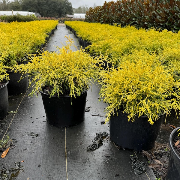 Gold Mop Cypress - Etsy