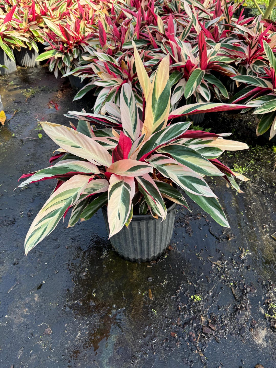 Tricolor Ginger (stromanthe Sanguinea) 3 Gal - Etsy