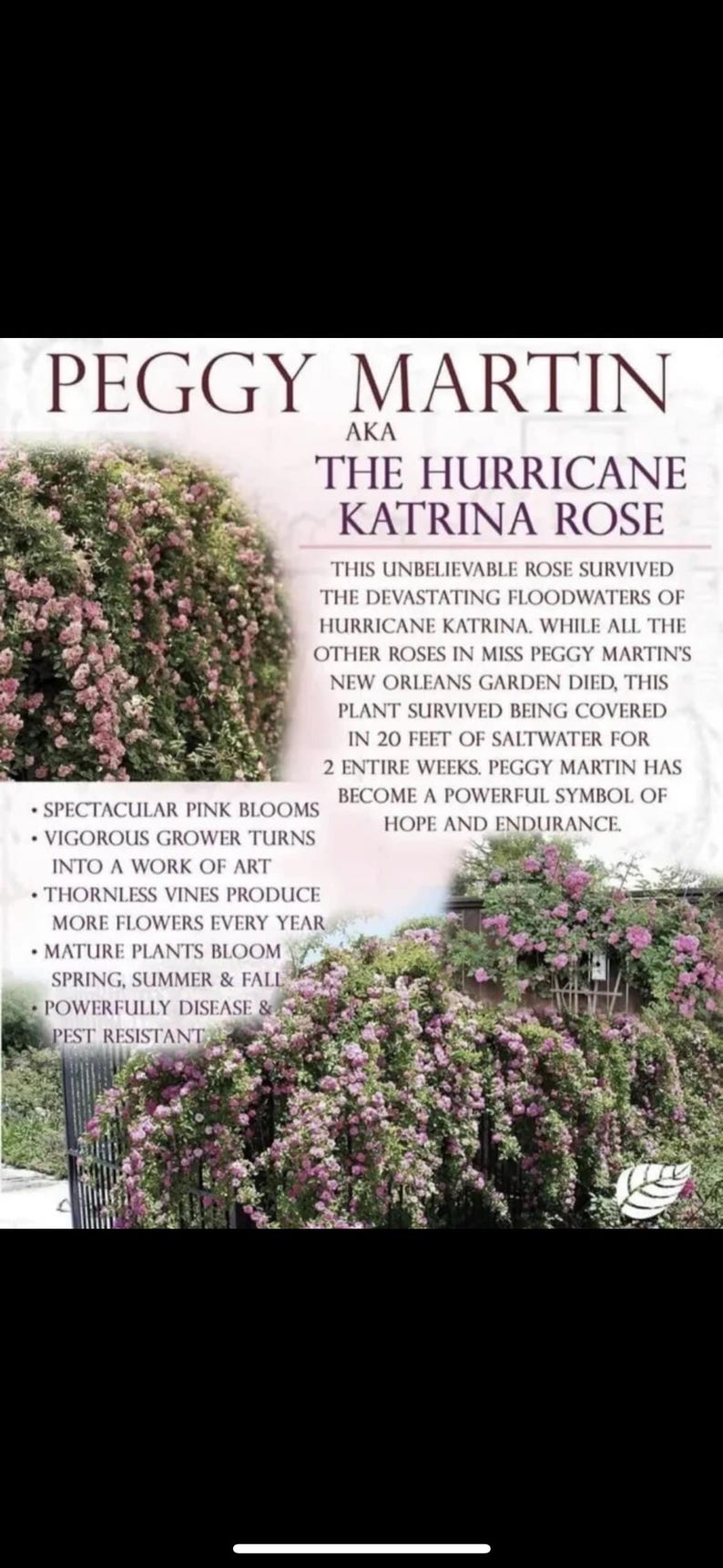 Peggy Martin Climbing Rose - Katrina Rose - Etsy