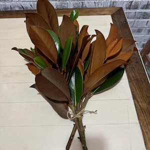 Magnolia Branches Fresh Cut to Order Home Decor Wedding Arrangements ...