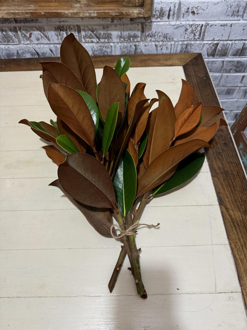 Magnolia Branches Fresh Cut to Order Home Decor Wedding Arrangements ...